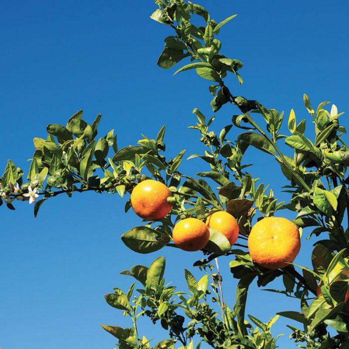 Home eng – Citrange Amaro