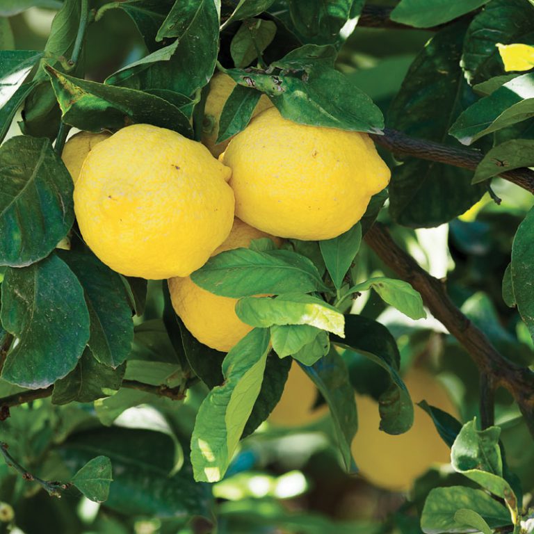 Home eng – Citrange Amaro